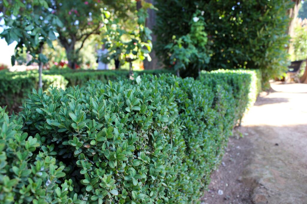 Tipos de setos - Serviplan